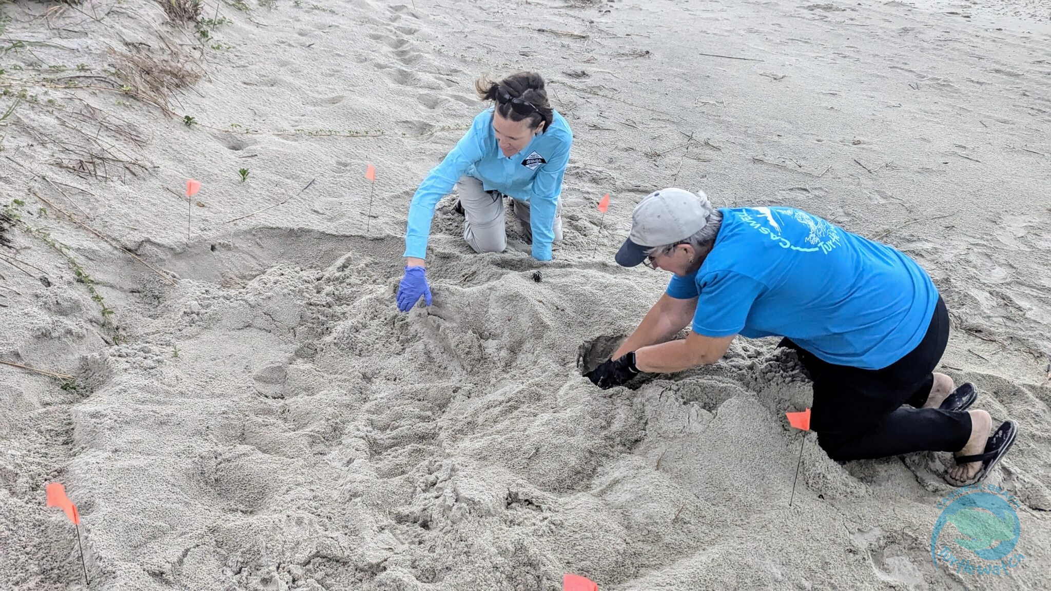 Stormy Weather Not Stopping Sea Turtles or Our Team! - Caswell Beach ...